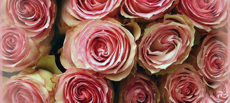 Garlands Florist Forfar - Order Online or 01307 462978